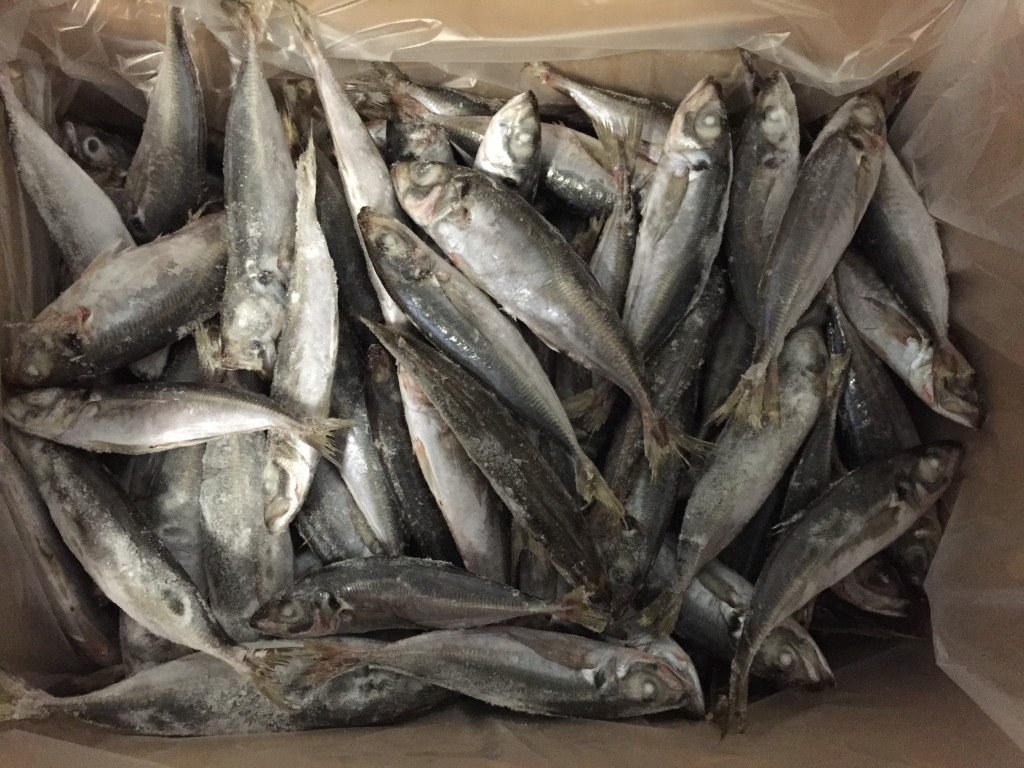 G.BEA EXPORT FISH | Sale of pelagic species – JUREL